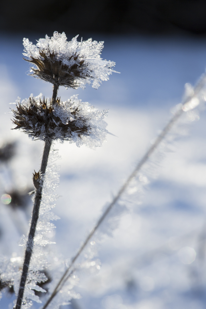 Beautiful Frost II Foto & Bild | makro, winter, natur Bilder auf ...