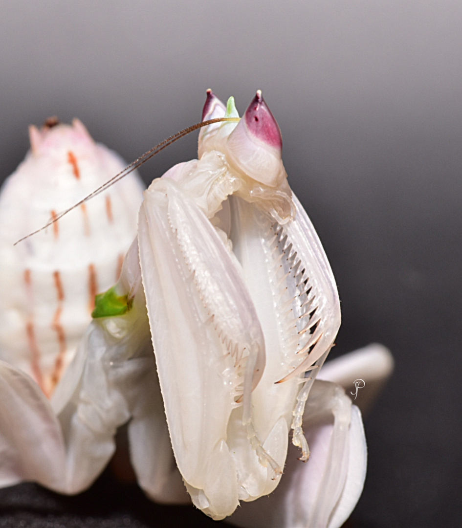 Beautiful Mantis Foto & Bild | nah- & makro, tiere, wildlife Bilder auf ...