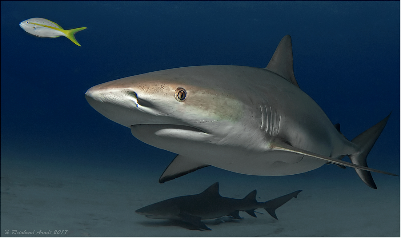 beautiful predator Foto & Bild | meer, natur, see Bilder auf fotocommunity