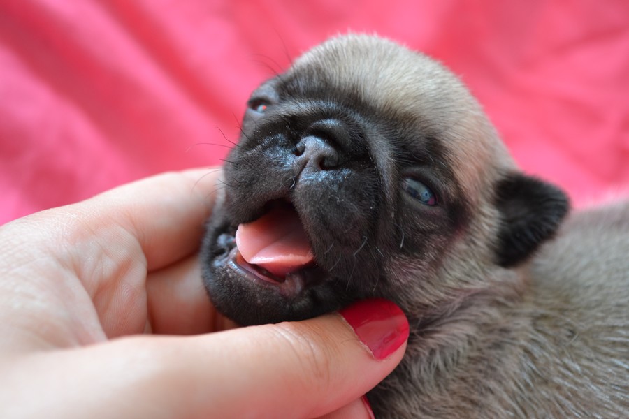 Bébé carlin photo et image | animaux, animaux domestiques, chiens ...