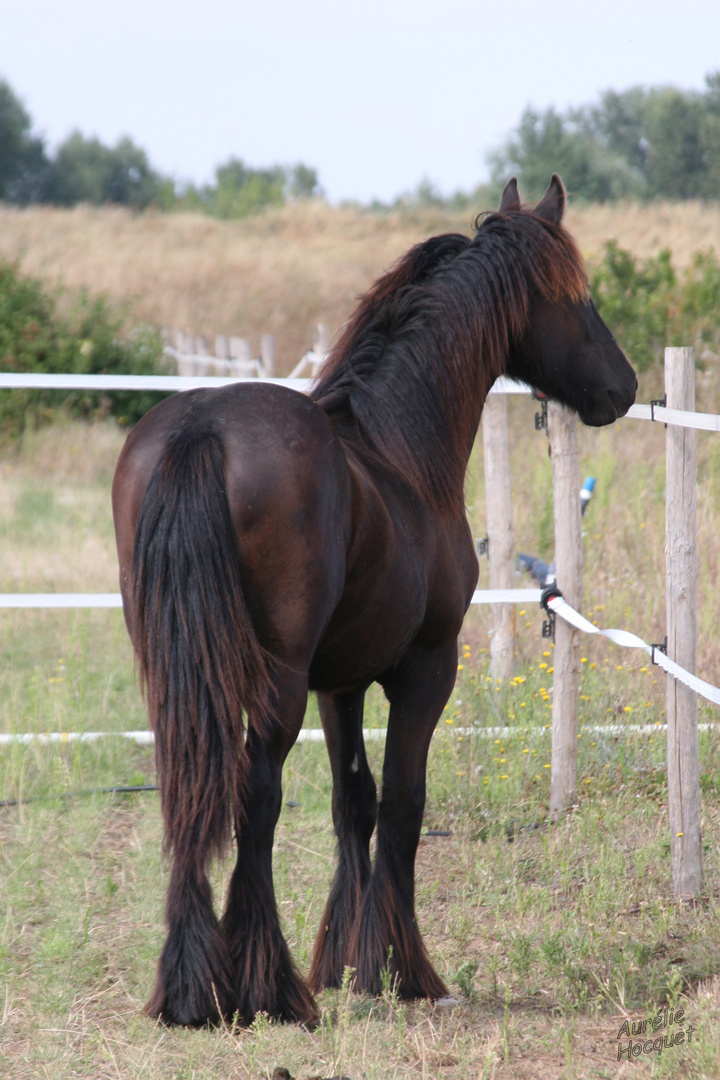 Bébé Frison photo et image | animaux, animaux domestiques, les chevaux ...