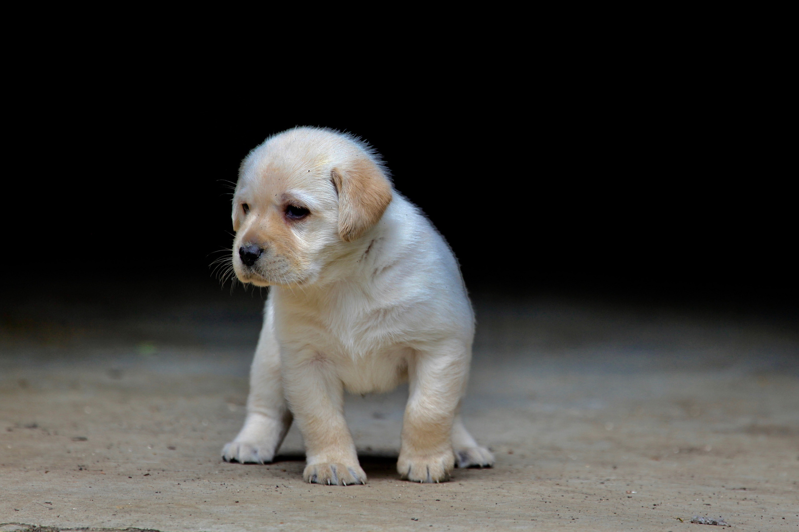 Bébé Labrador photo et image | animaux, animaux domestiques, chien ...