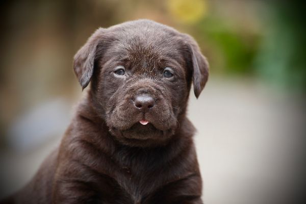 Chiens Images & Photos