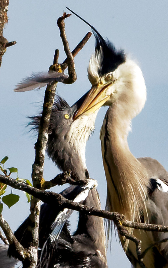 BEC A BEC photo et image | animaux, animaux sauvages, oiseaux Images ...