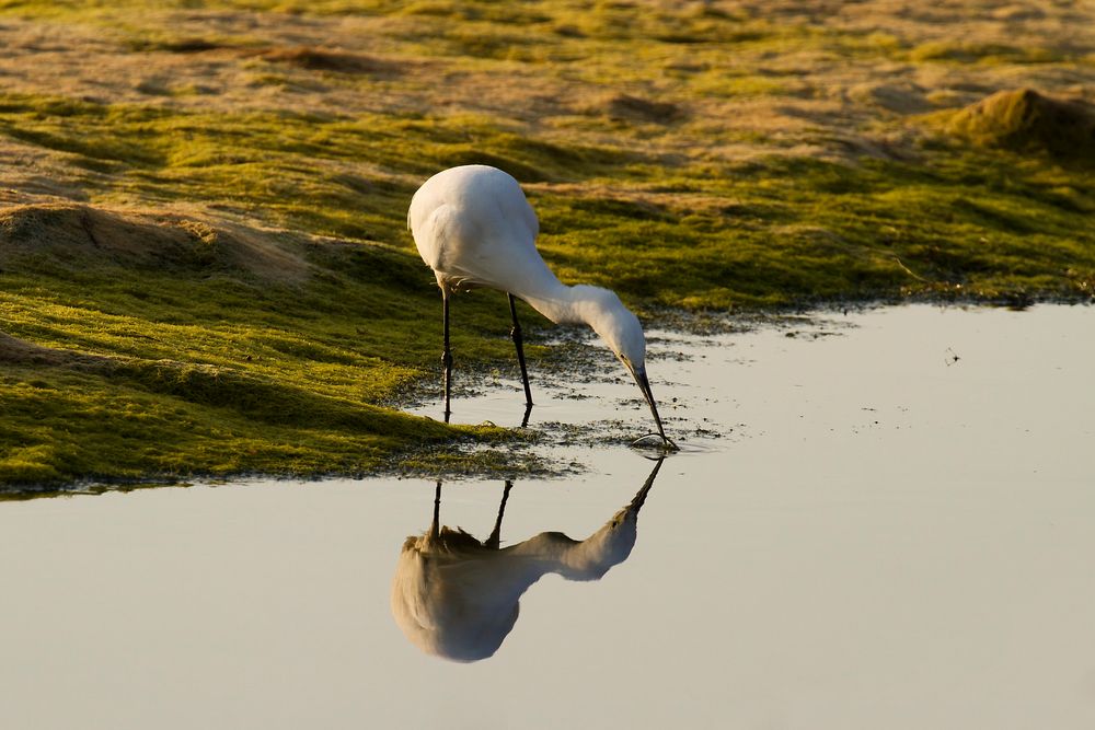 Bec contre bec .... photo et image | animaux, animaux sauvages, oiseaux ...