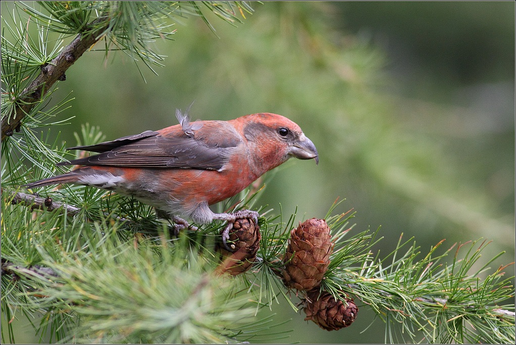 Bec croisé des sapins photo et image | animaux, animaux sauvages ...