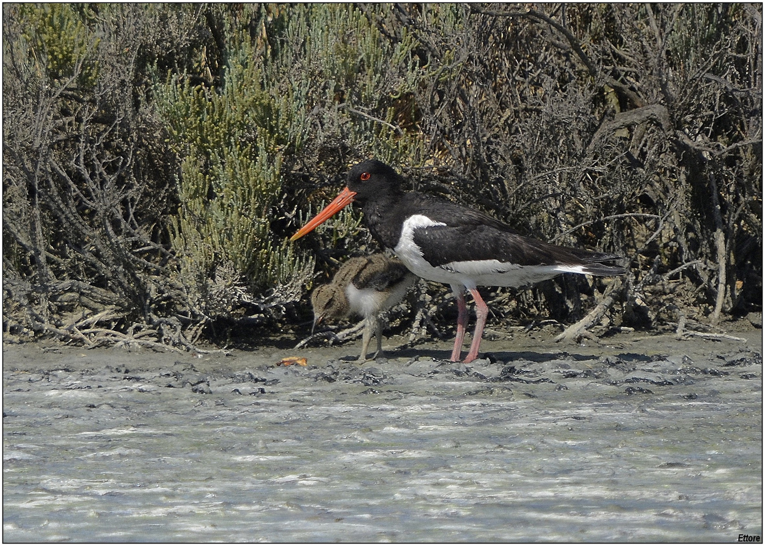 Beccaccia marina con prole Foto % Immagini| animali, uccelli allo stato ...