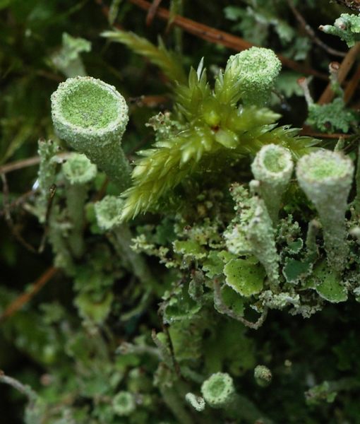 Becherflechte Foto & Bild | pflanzen, pilze & flechten, pilze & flechten, natur Bilder auf ...