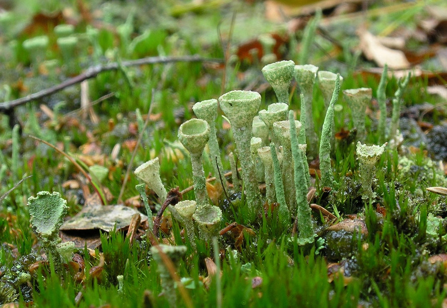 Becherflechte Foto & Bild | pflanzen, pilze & flechten, pilze & flechten, natur Bilder auf ...