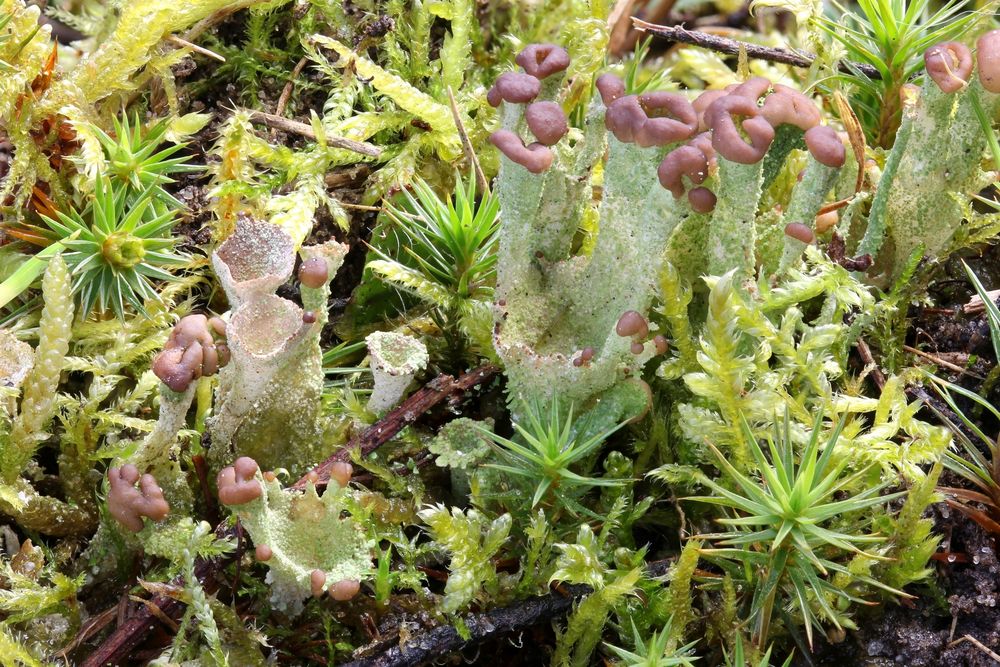 Becherflechte auf Sandboden Foto & Bild | pflanzen, pilze & flechten, pilze & flechten, cladonia ...