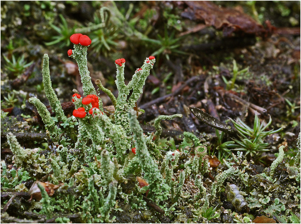 Becherflechte (Cladonia polydactyla oder Cladonia macilenta ) Foto & Bild | pflanzen, pilze ...