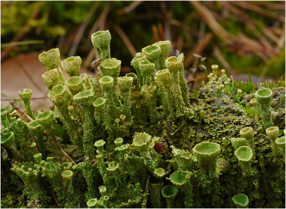 Becherflechten Foto & Bild | pflanzen, pilze & flechten, pilze & flechten, flechten Bilder auf ...