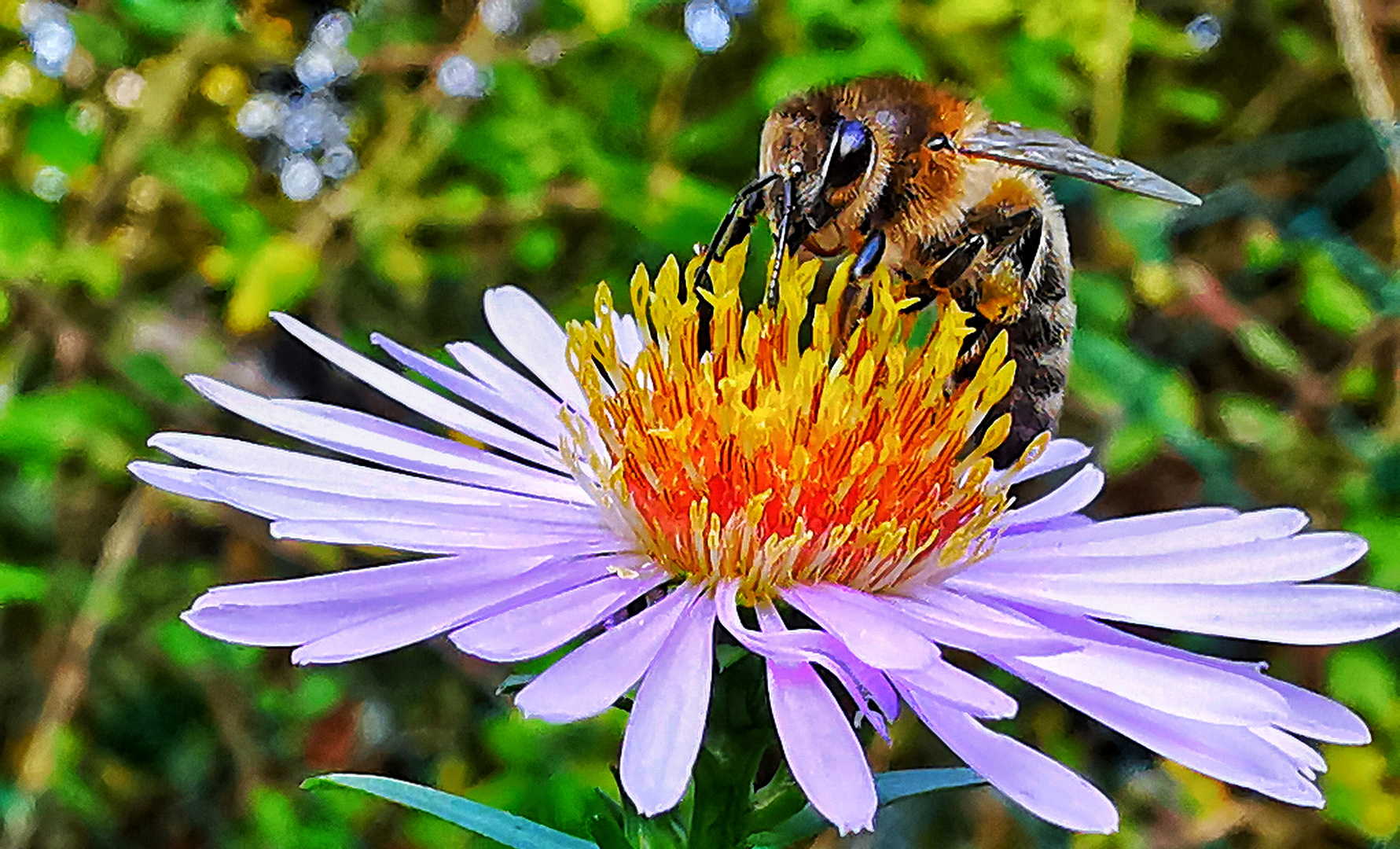 Bee Foto & Bild | tiere, wildlife, insekten Bilder auf fotocommunity