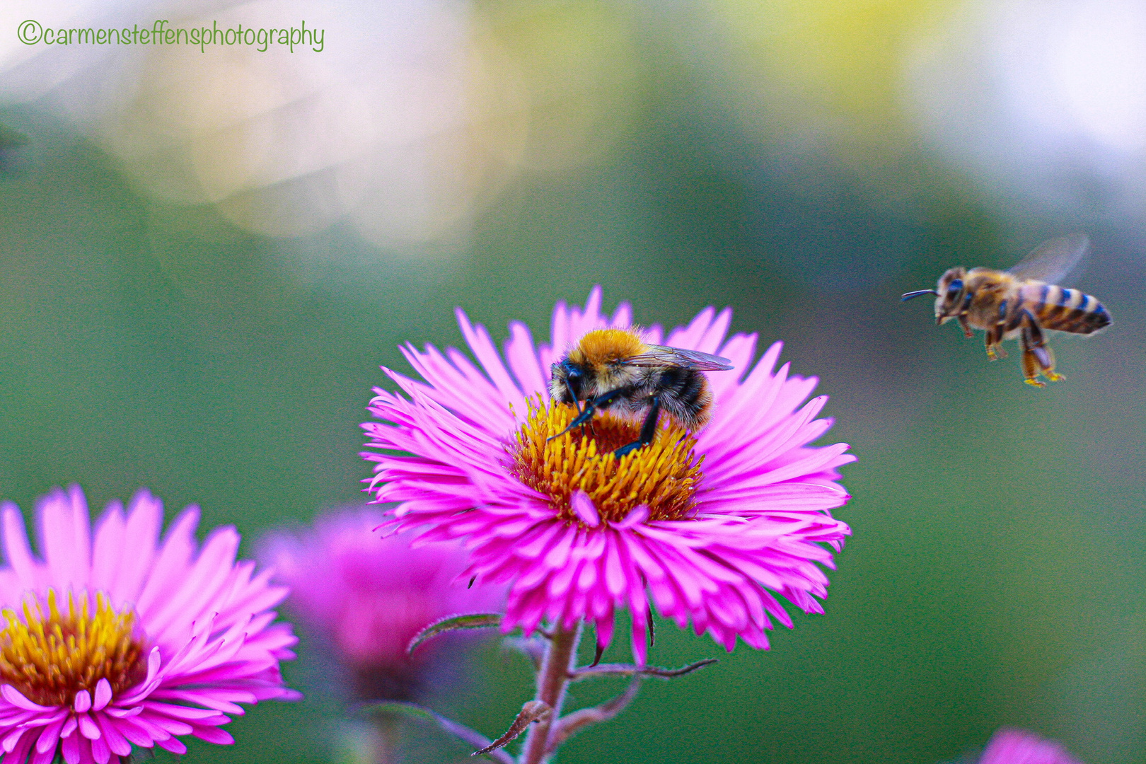 Bee love Foto & Bild | tiere, wildlife, insekten Bilder auf fotocommunity