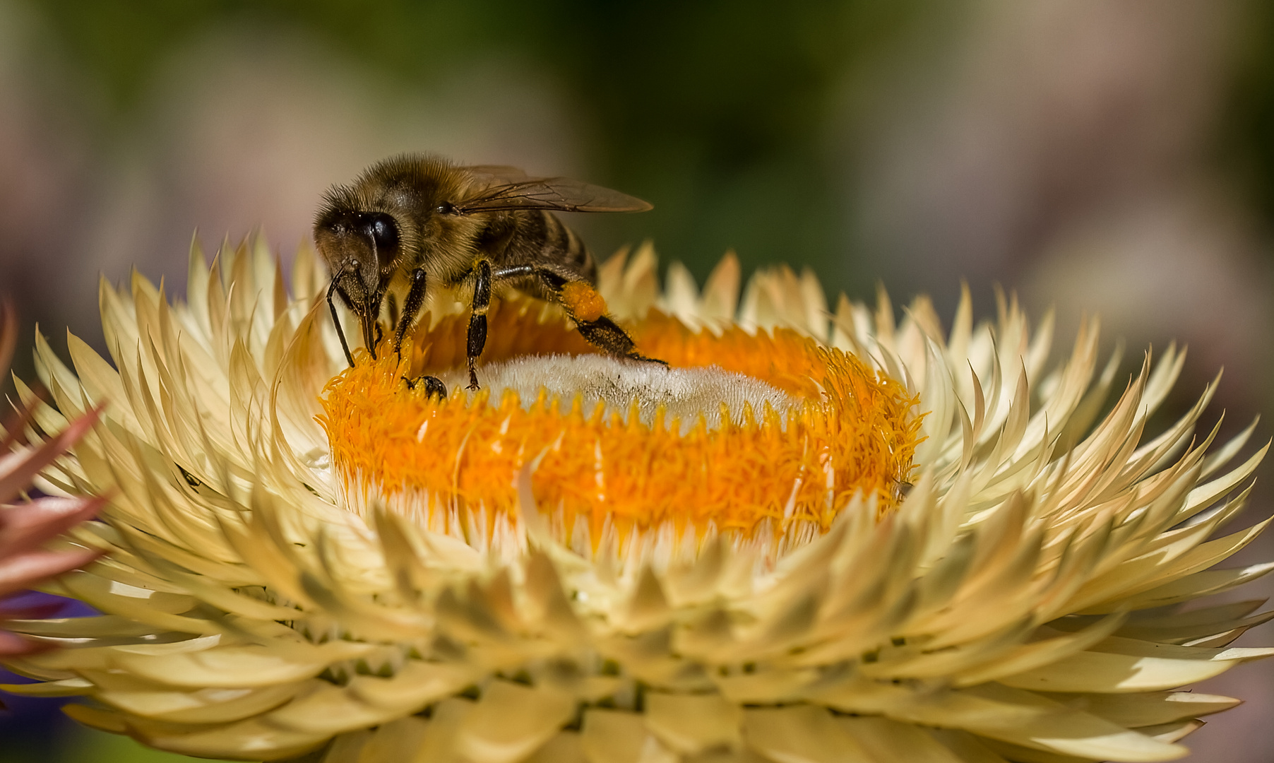 Bee Orange Foto & Bild | tiere, wildlife, insekten Bilder auf fotocommunity