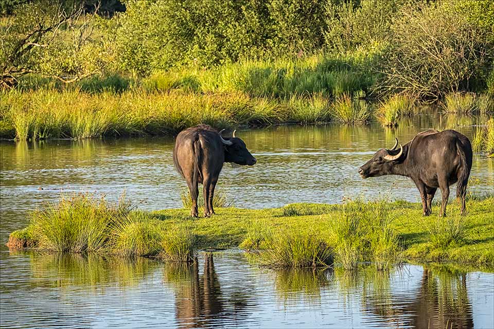 Beeder-Biotop#10 Foto & Bild | deutschland, europe, saarland Bilder auf ...