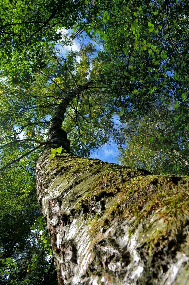 beeindruckende Birke Foto & Bild | natur, pflanzen Bilder auf fotocommunity