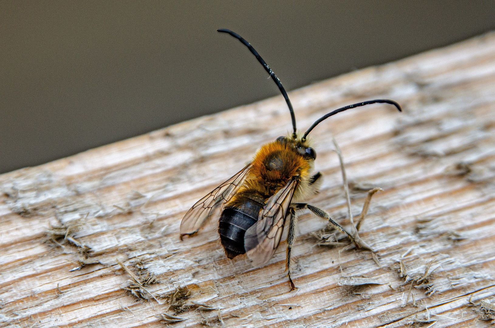 beeindruckende Fühler trägt der Kleine Foto & Bild | tiere, wildlife ...