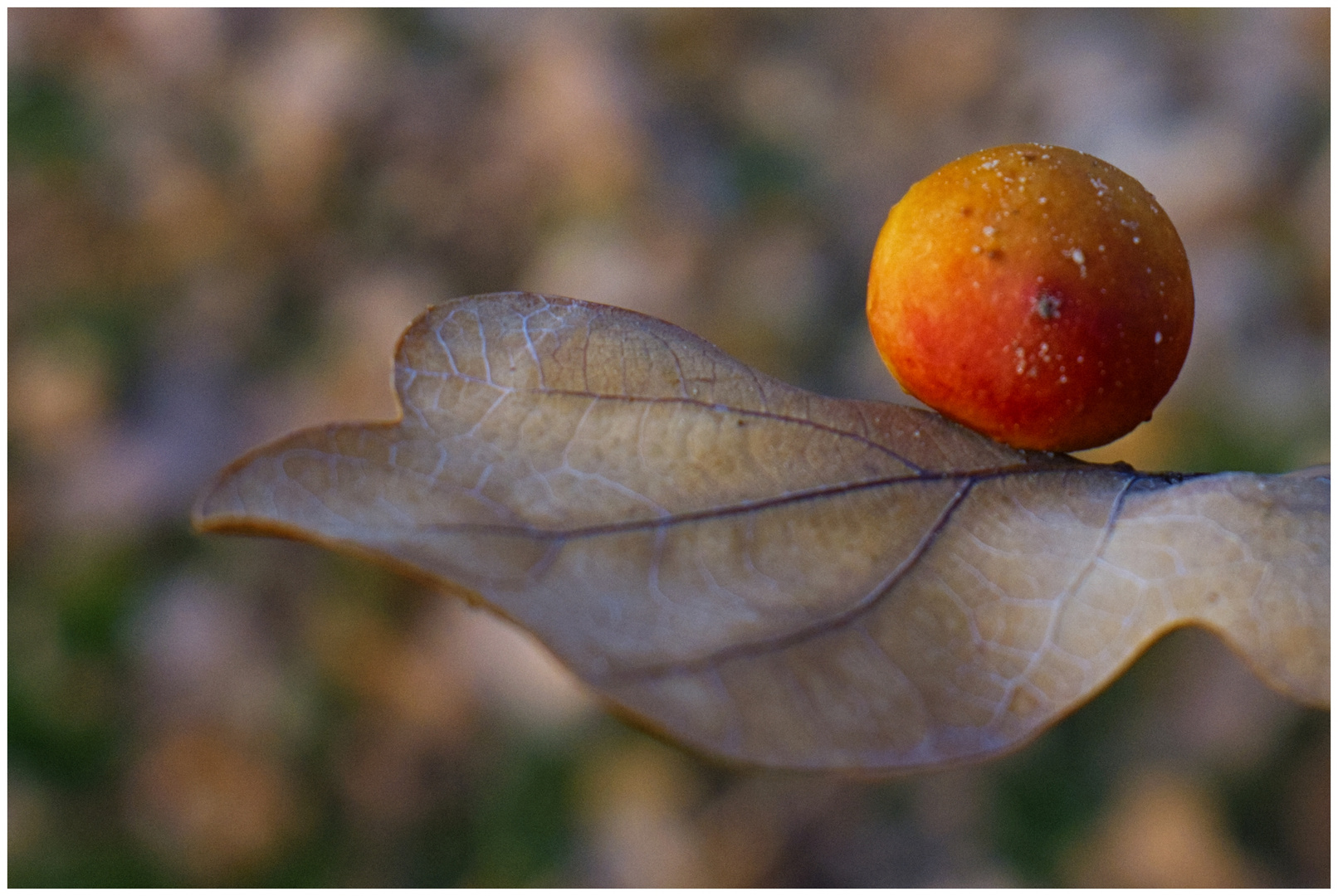 Beere auf dem Blatt (# DSCF0108 ) Foto & Bild | pflanzen, pilze ...