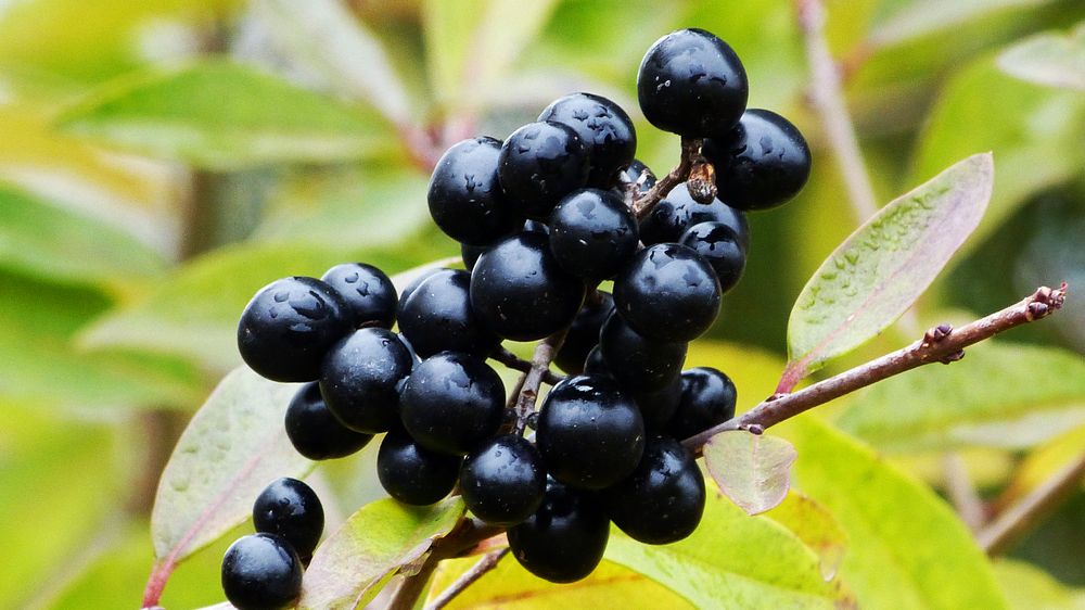 Beeren Foto & Bild | pflanzen, pilze & flechten, früchte und beeren ...