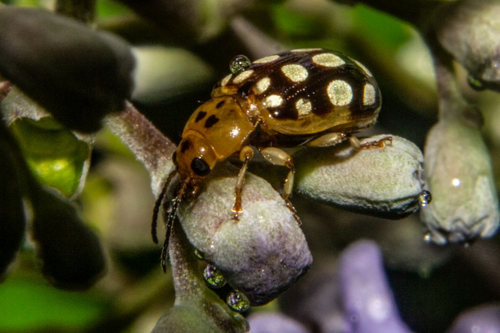 Beetle on Vitex rotundifolia Foto & Bild | fotos, australia, makro ...