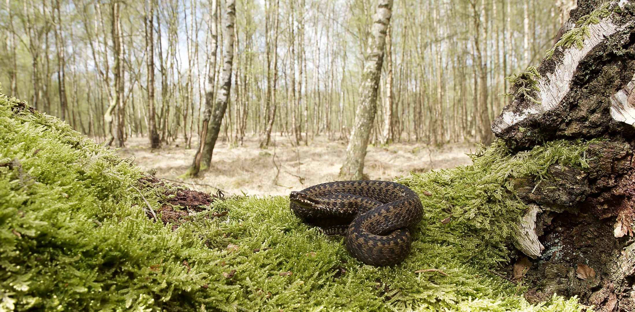 Begegnung am Moor Foto & Bild | natur, tiere, moor Bilder auf fotocommunity