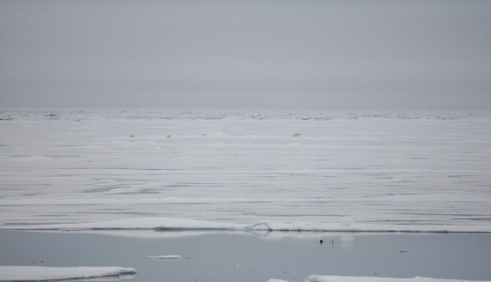 Begegnung im Packeis (1) Doku Foto & Bild | world, eis, natur Bilder ...