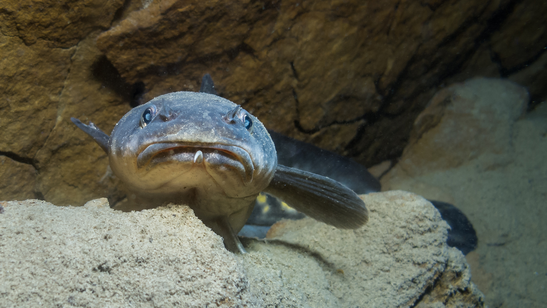 Begegnung mit der Trüsche oder auch Quappe genannt Foto & Bild | wasser ...