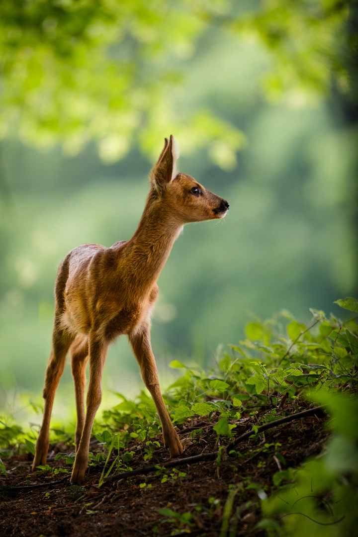 Begegnung mit einem Rehkitz Foto & Bild | tiere, wildlife, reh Bilder ...