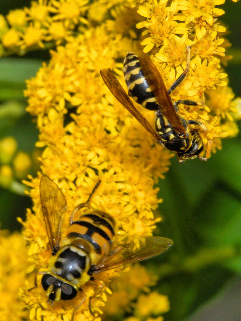 Begegnung zwischen Wespe und Schwebfliege Foto & Bild | makro, natur ...