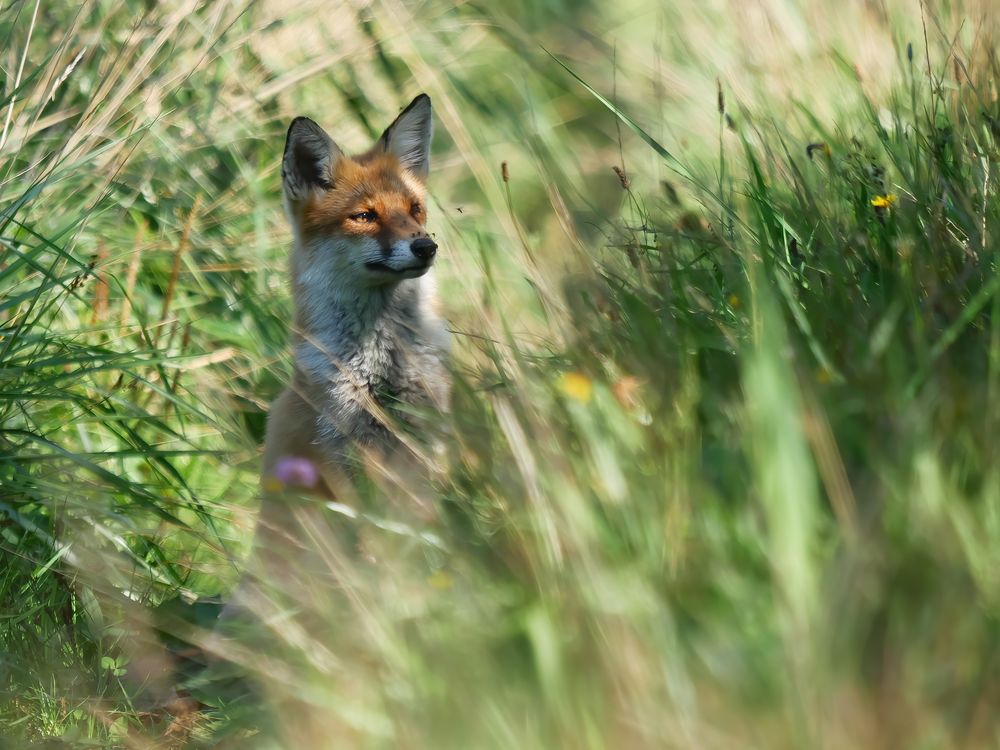 Begegnungen... Foto & Bild | natur, tiere, wildlife Bilder auf fotocommunity