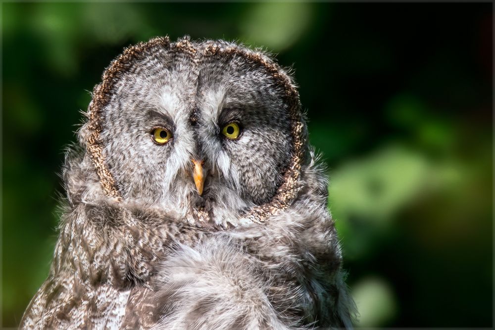 Begegnungen 7 Foto & Bild | natur, vogel, eule Bilder auf fotocommunity