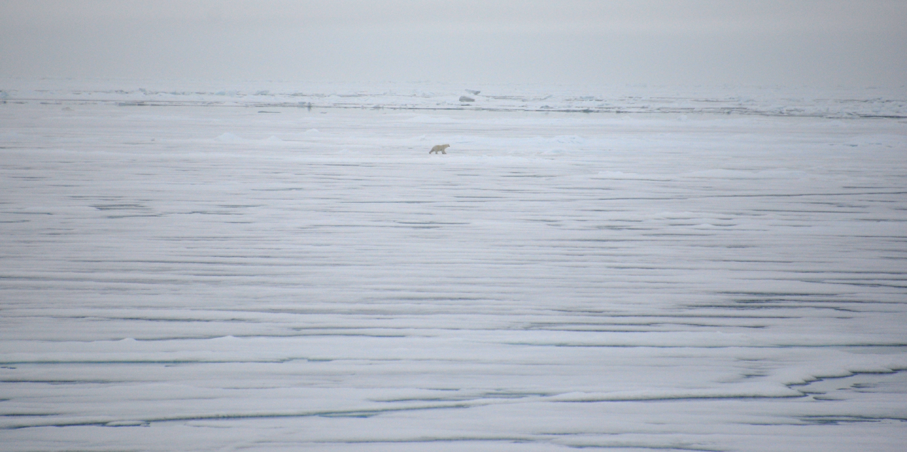 Begegnungen im Packeis (2) Doku Foto & Bild | world, eis, natur Bilder ...
