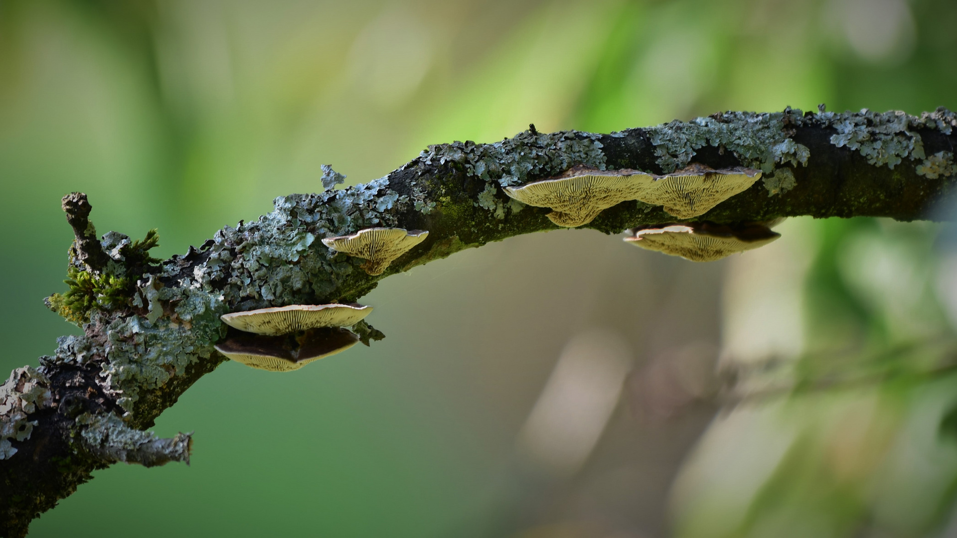 beginnender zerfall Foto & Bild | stillleben, pflanzen, pilze ...