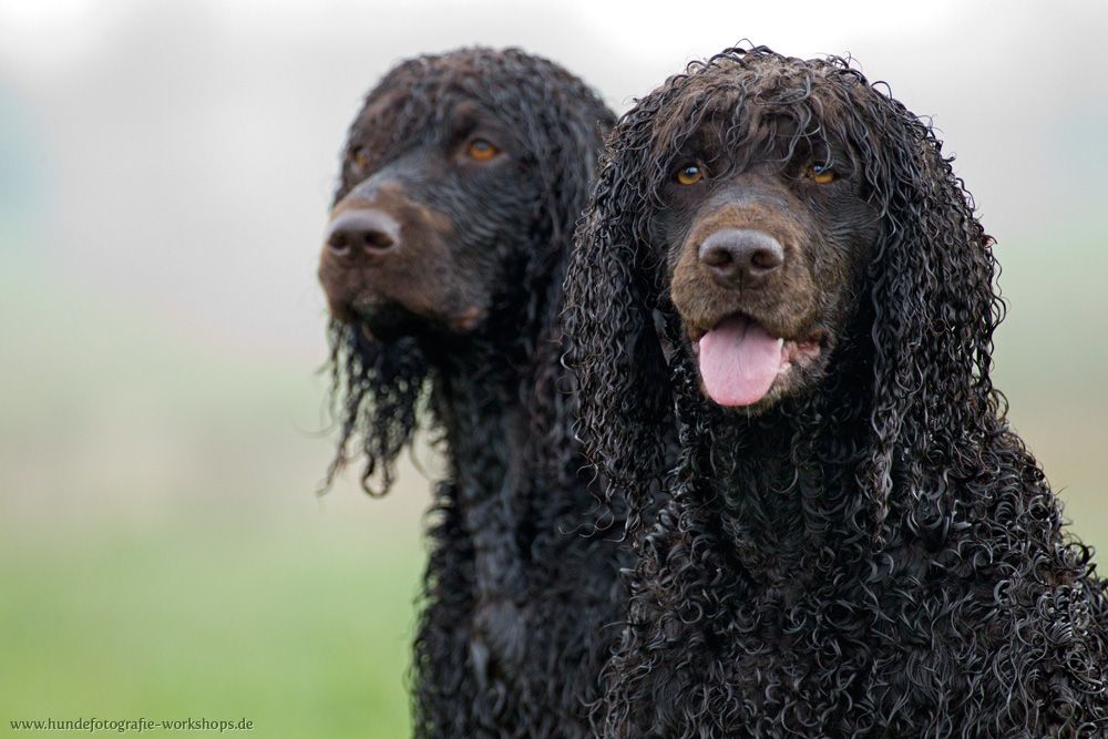 Begossene Pudel ... Foto & Bild | tiere, haustiere, hunde Bilder auf ...