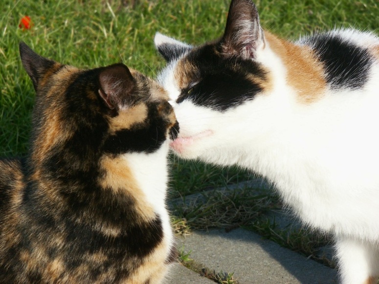 Begrüssung Foto & Bild | tiere, haustiere, katzen Bilder auf fotocommunity