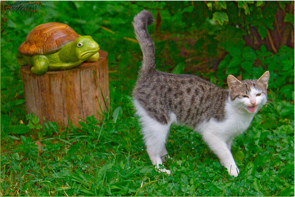 Begrüßung Foto & Bild | tiere, haustiere, katzen Bilder auf fotocommunity