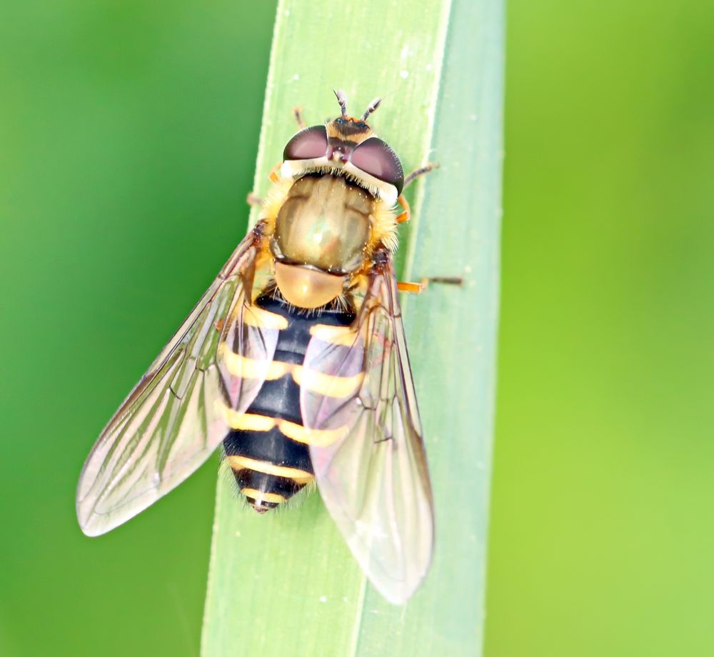 Behaarte Schwebfliege, Syrphus torvus Foto & Bild | natur, fliegen ...