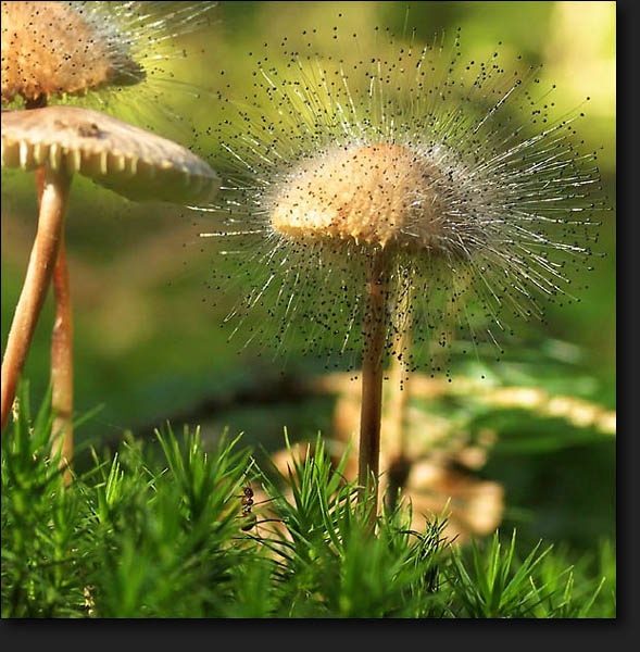Behaarter Pilz Foto & Bild | nah- & makro, techniken, aufnahme-techniken Bilder auf fotocommunity