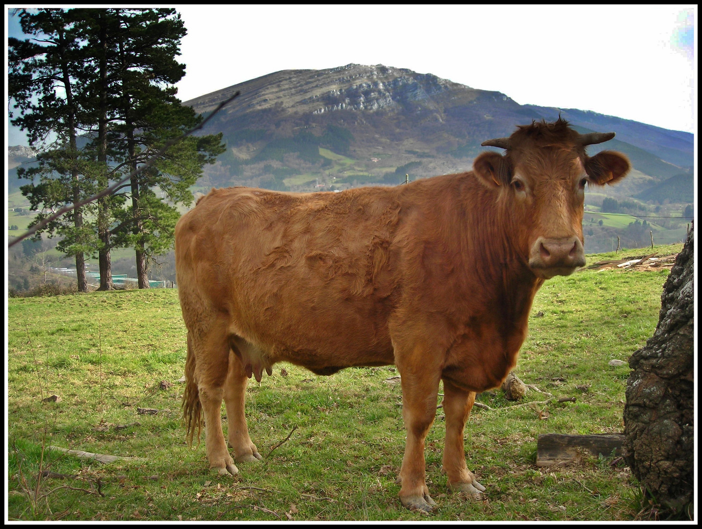 behia Imagen & Foto | animales, animales domésticos, naturaleza Fotos ...