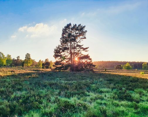 Heide Bilder & Fotos