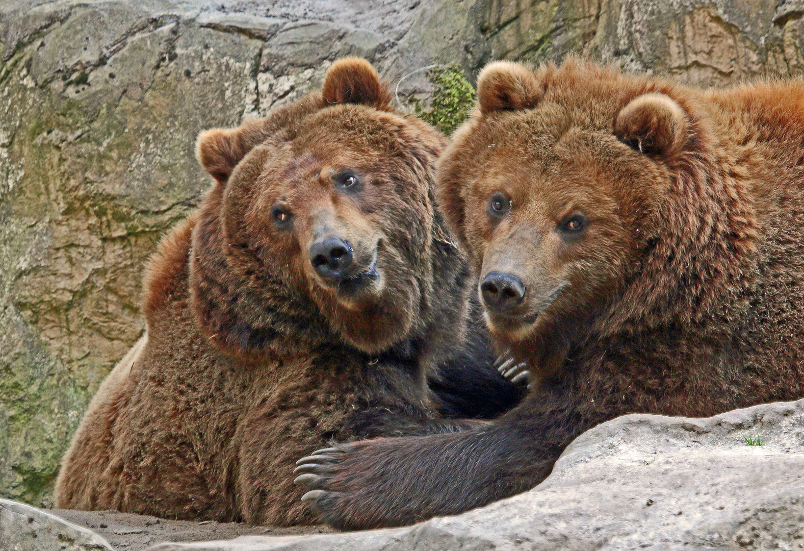 Bei den Bären Foto & Bild | bären, waschbären, tiere, raubtiere Bilder ...