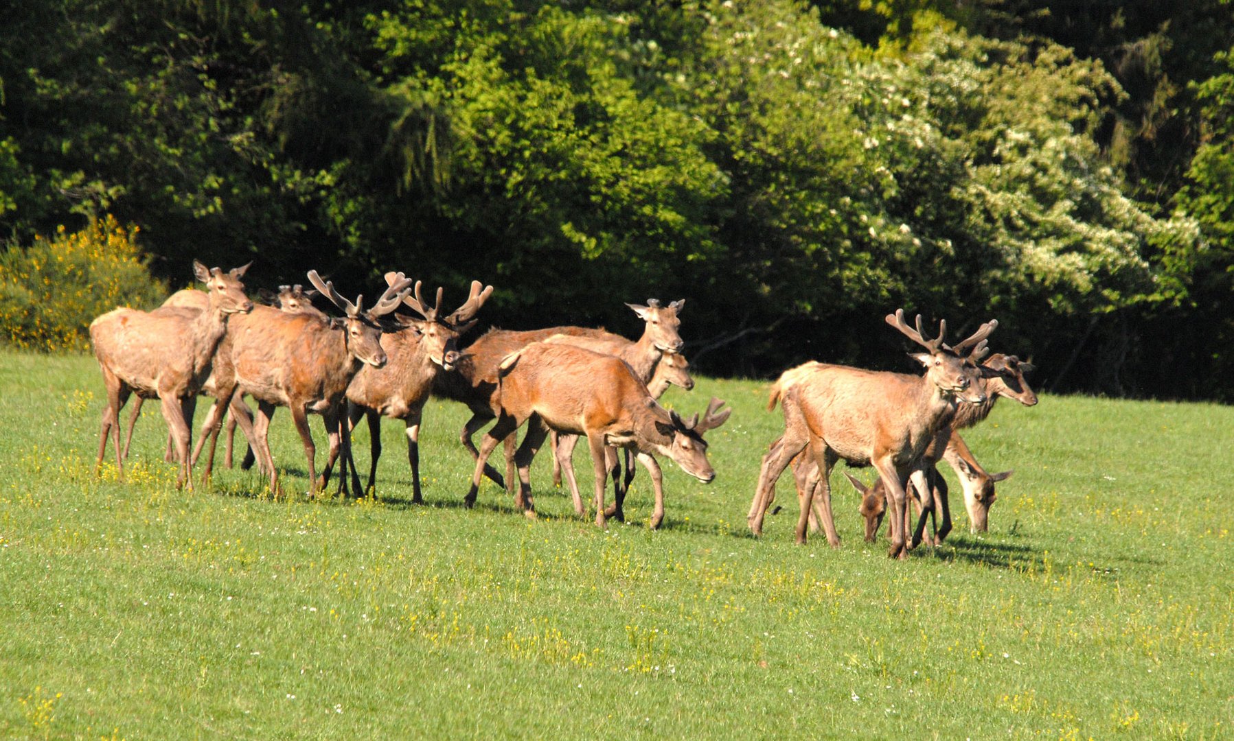 Bei den Hirschen wächst das Geweih. Foto & Bild | natur, tiere ...