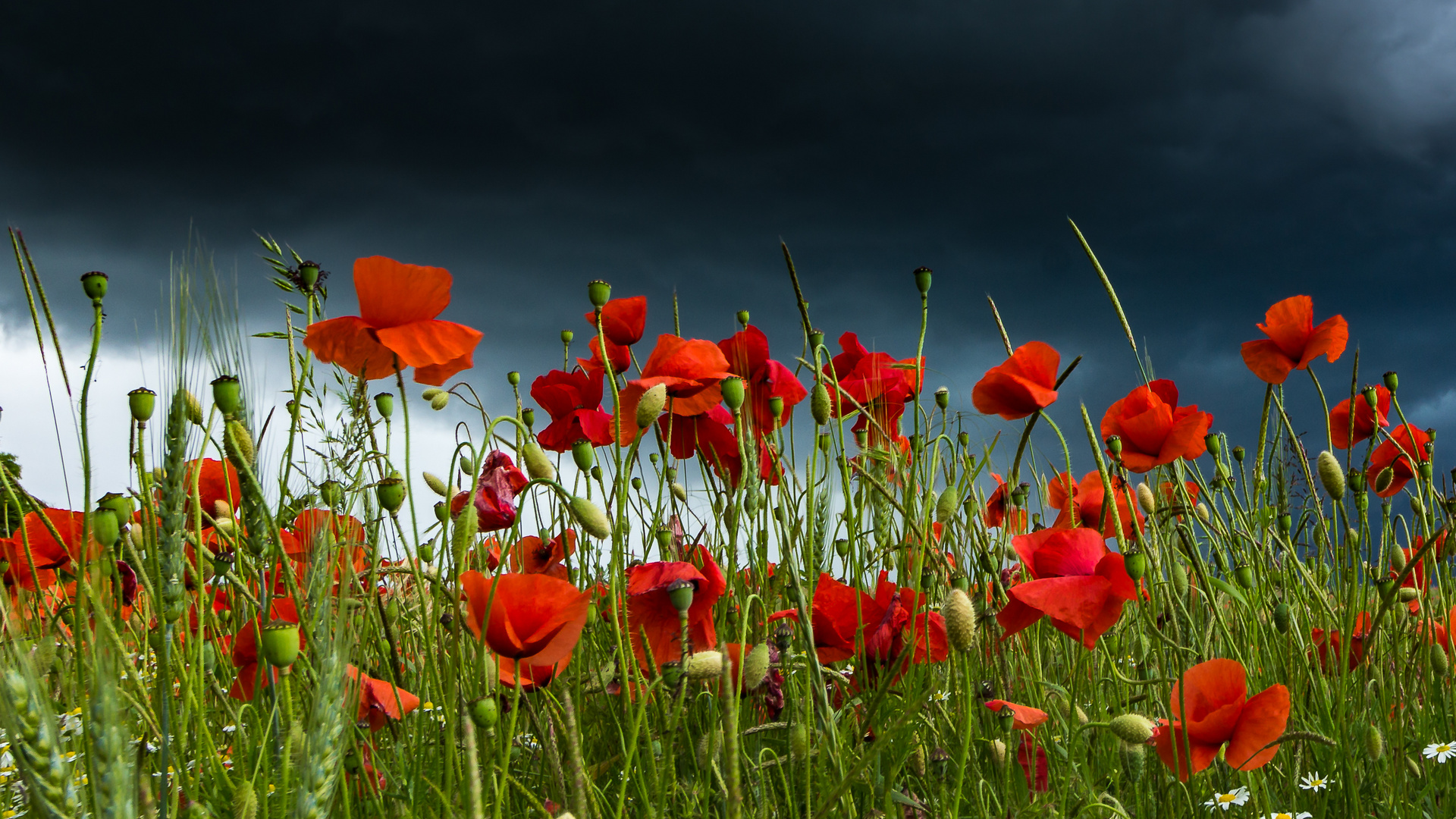 Bei den Mohnblumen ist was los... Foto & Bild | rot, himmel, natur ...