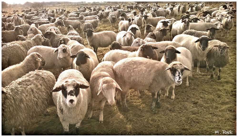 Bei den Schafen ! Foto & Bild | tiere, haustiere, nutztiere Bilder auf ...