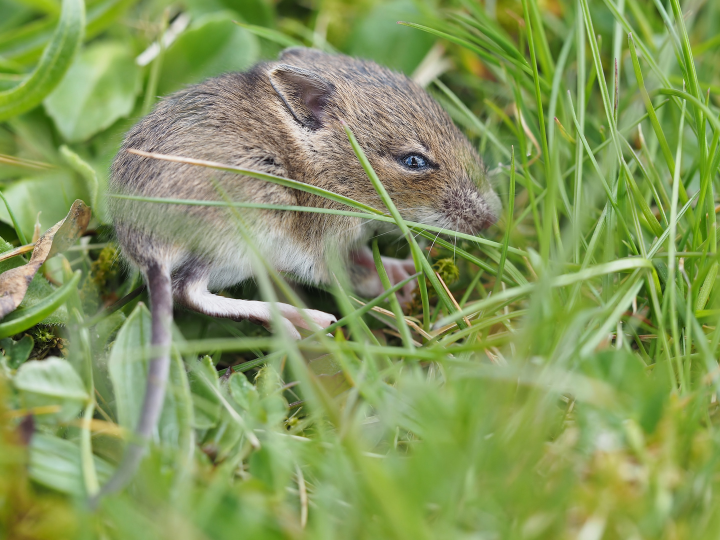 Bei der Inflationsrate..... Foto & Bild | natur, tiere, wildlife Bilder ...