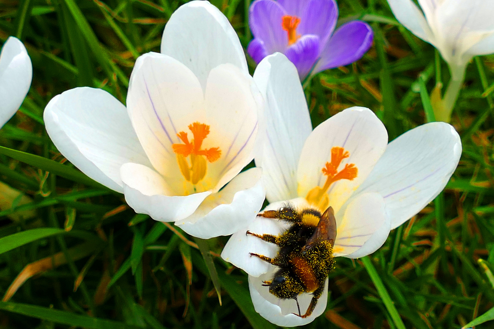 Bei der Nektar-Suche Foto & Bild | spezial, natur, krokusse Bilder auf ...