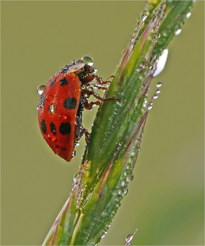 Bei dieser Hitze ... Foto & Bild | tiere, wildlife, insekten Bilder auf ...