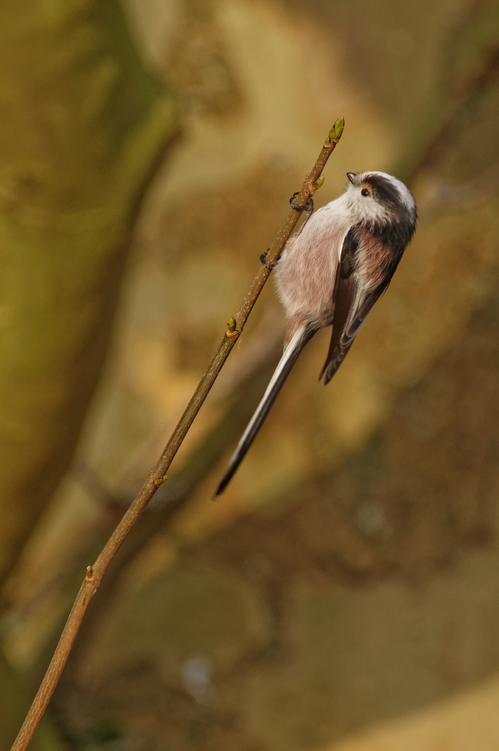 Bei mir bricht der Ast. Foto & Bild | tiere, wildlife, wild lebende ...