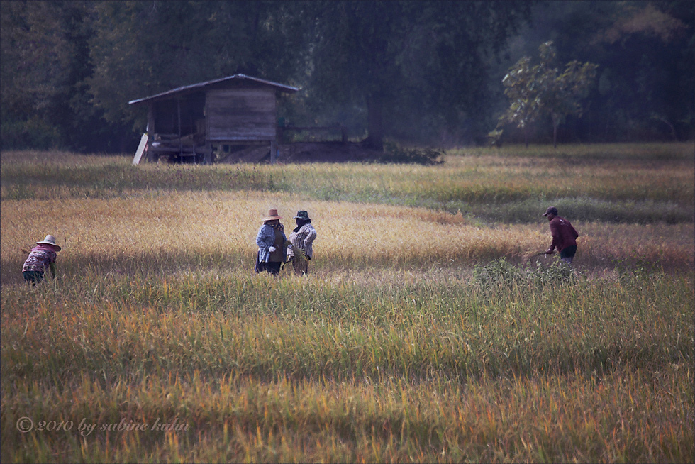 bei reisbauern im hohen norden . . . Foto & Bild | asia, thailand ...